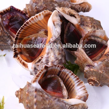 Seafood Price Frozen Conch Shellfish Types Shell Seafood - Buy Frozen ...