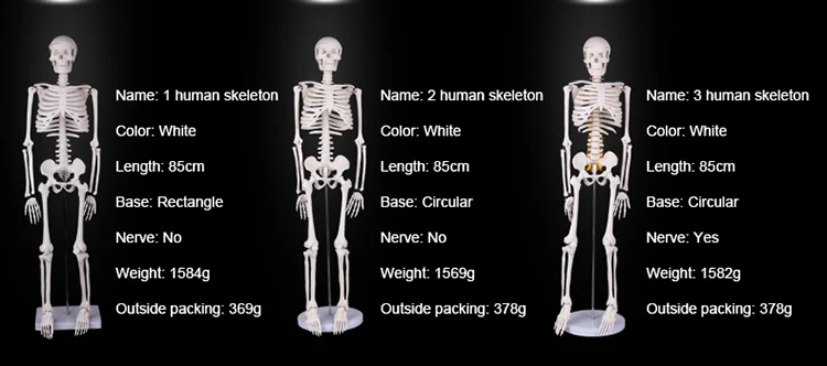 Shiny Skeleton - Plastic Model for Medical School Students
