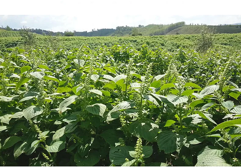 China Non GMO Fructus Perillae Seed| Alibaba.com