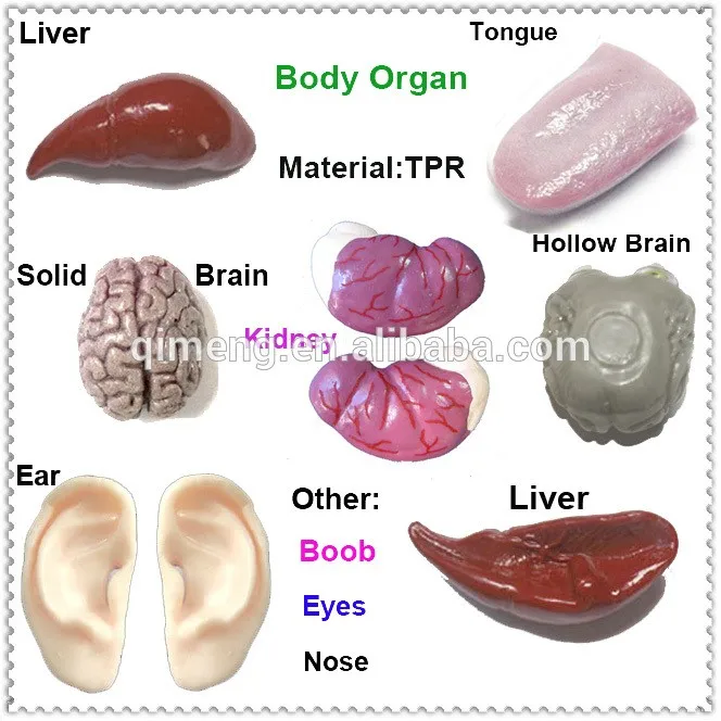Stretch&stress Ball Human Organ Toy Ear/nose/tongue/kidney Shaped - Buy ...