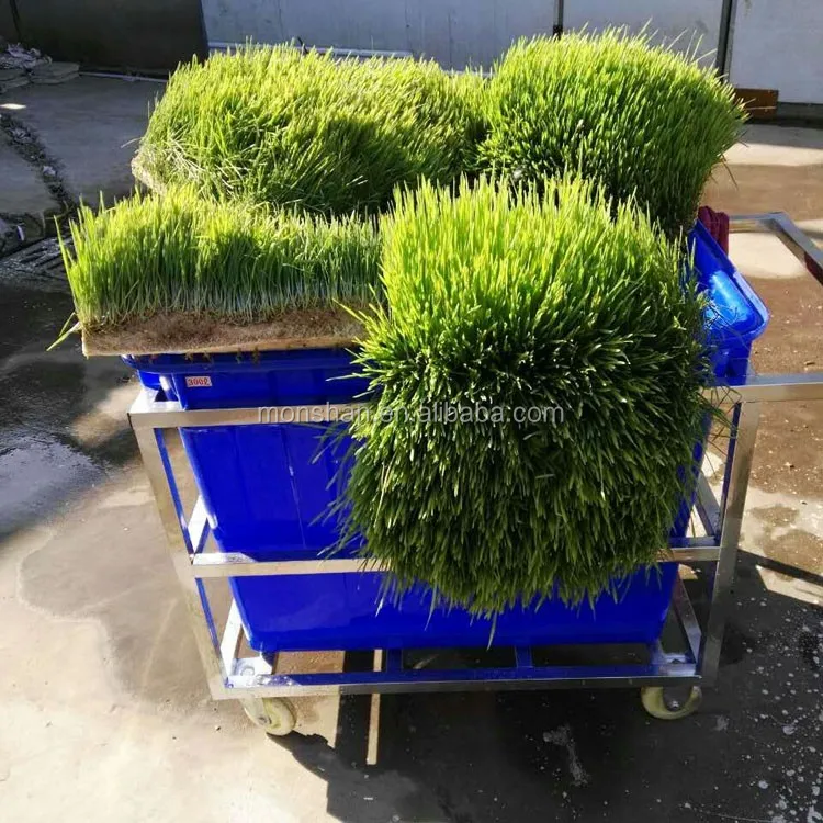 Hydroponic Barley Animal Fodder Unit - Efficient & Durable