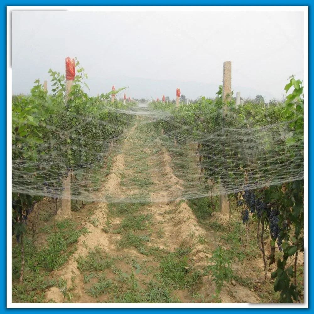 Obtain High Comments Anti-bird Netting/insect Netting For Rice Field ...