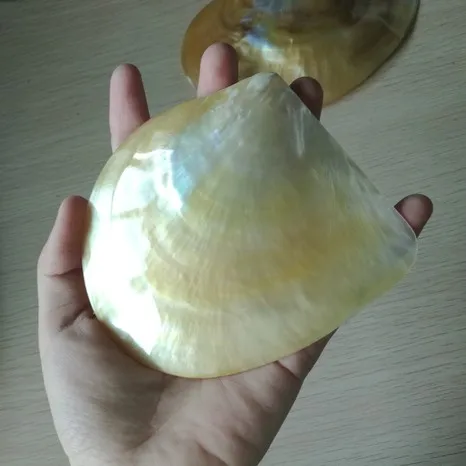 Cheap Price Raw Yellow Sea Shell Rough for Sale in Stock