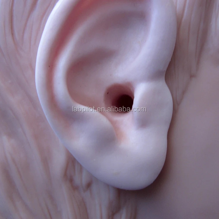 High Quality Ear Irrigation Training Simulator,Ear Washing Model - Buy ...