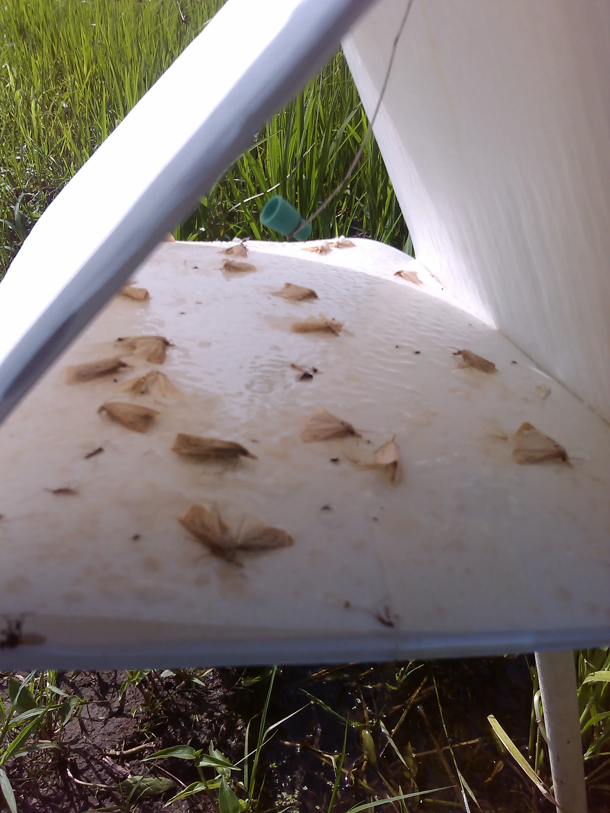 Delta Trap,Pheromone Trap For Agriculture Pest Control - Buy Plastic ...