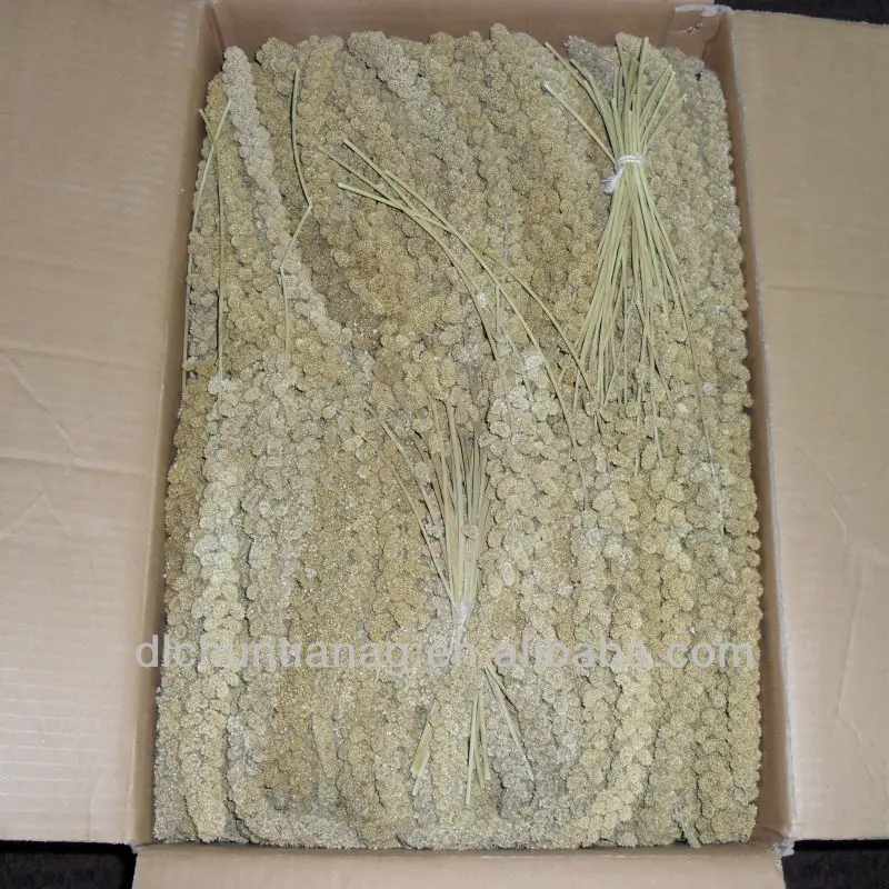Organic Yellow/red Millet Spray - Buy Red Millet Spray,Millet Spray ...