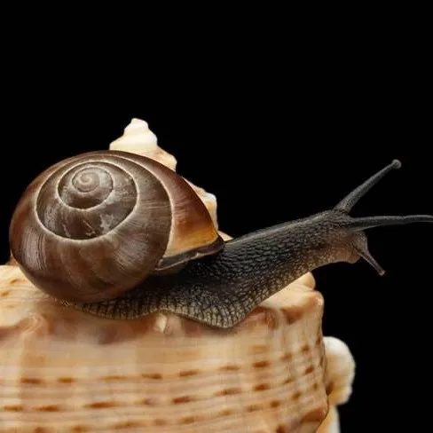 Snail Farming Packaging Greenhouse Agricultural - Efficient & Durable