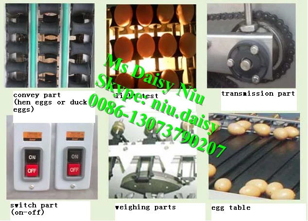 Automatic Egg Grader Sorter/chicken Egg Grading Machine/poultry Egg ...