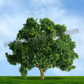 Oak Tree Architectural Miniature Trees Train Layout Railroad ...