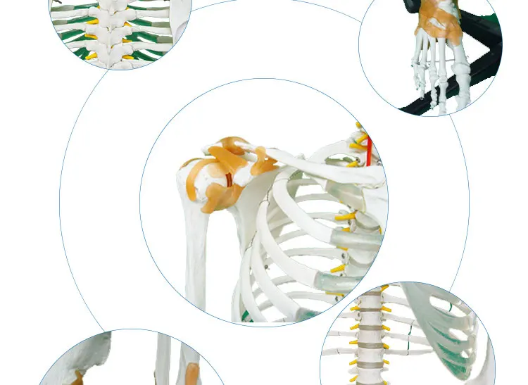 Medical Anatomical Skeleton Model FTR002B Life Size 180cm Medical Human ...