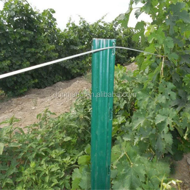 Vineyard Poles Grape Stake Post - Buy Vineyard Metal Trellis Post ...