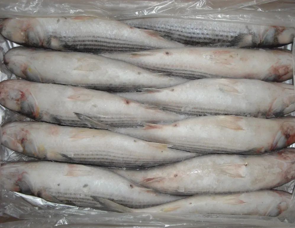 Iqf Frozen Grey Mullet Whole Round Or (steak) - Buy Grey Mullet Whole ...