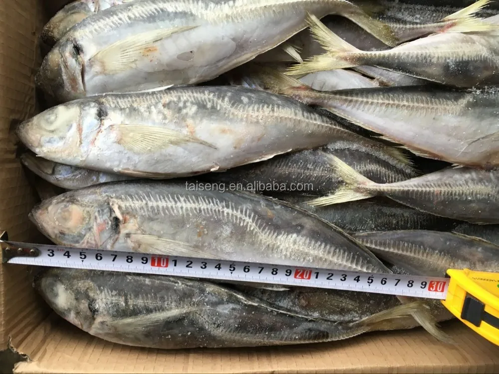 Land Frozen Horse Mackerel Fish Chinchard - Taiseeng Quality