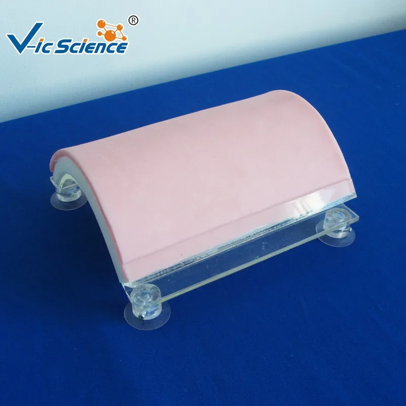 Anatomical Models Inmedical Sciencen Medical Advanced Pvc Enlarged ...