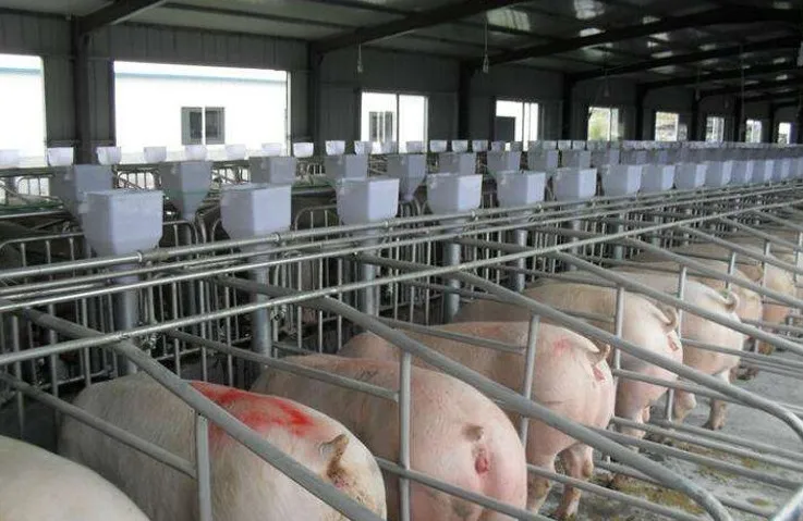 Half Automatic Pig Feeding System - 8L Feed Dispenser for Growing ...