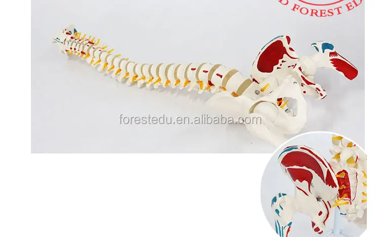 Human Skeleton Model - Flexible 3d Spine Anatomy For Education & Oem