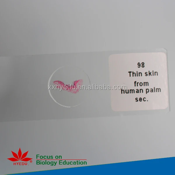 Individual Slides You Can Choose From Human Histology Tissue Slides Set ...