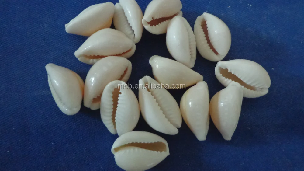 Hot Selling Gold Cowrie Shell Yellow Seashell In Stock For Necklace ...