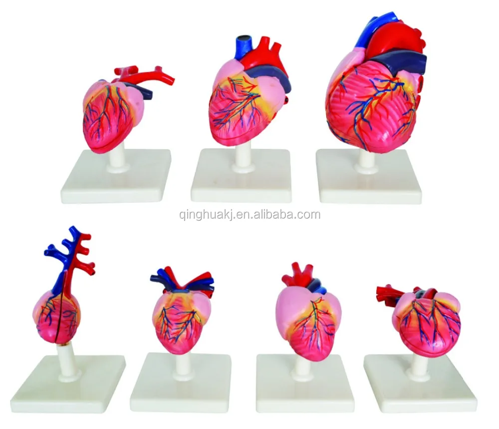 The Hearts Model Of Vertebrates - Buy Biology Model,Animal Model ...