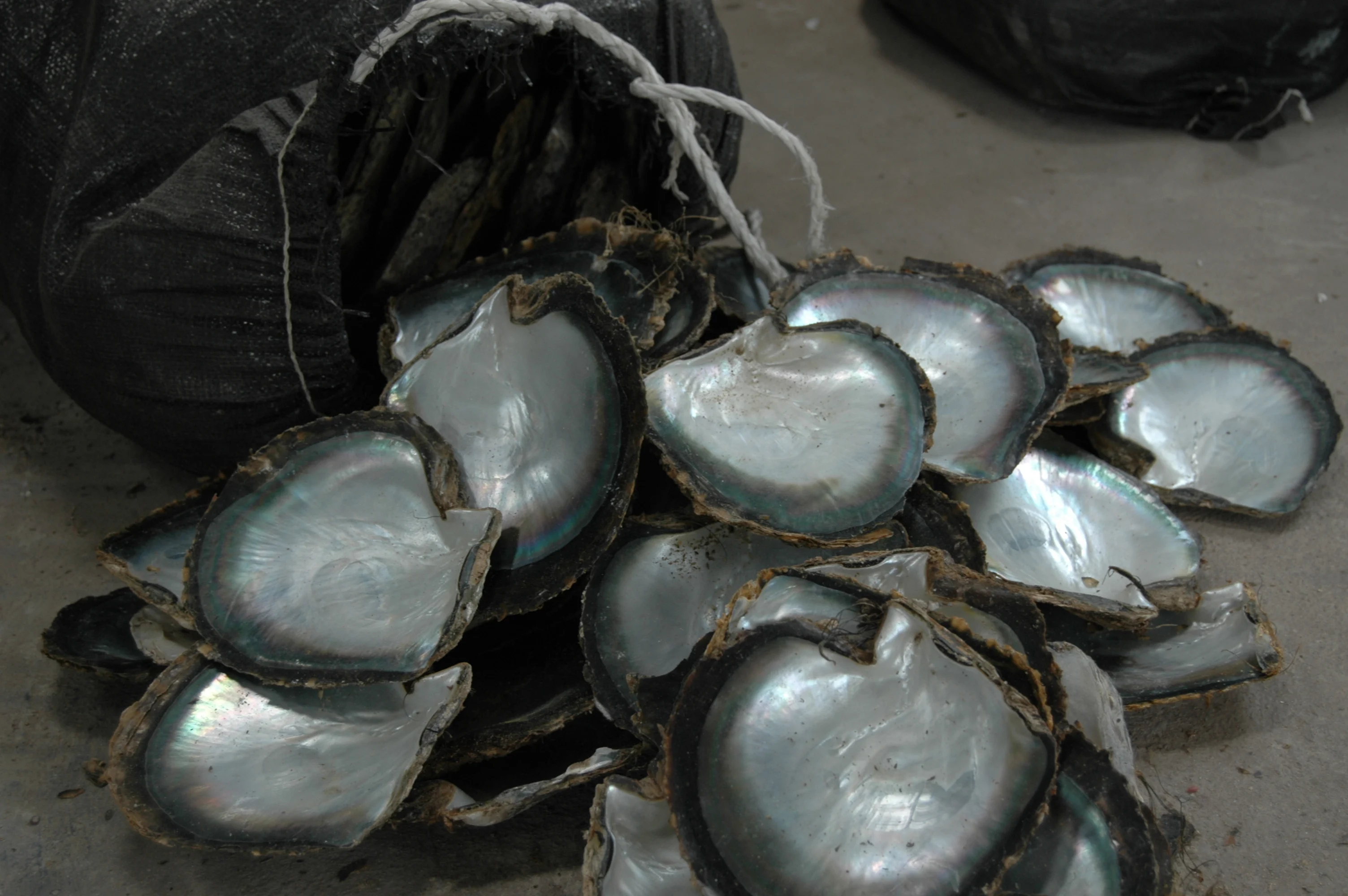 Big Black Lip Mother Of Pearl Raw Shell Products - Buy Raw Shell,Carved ...