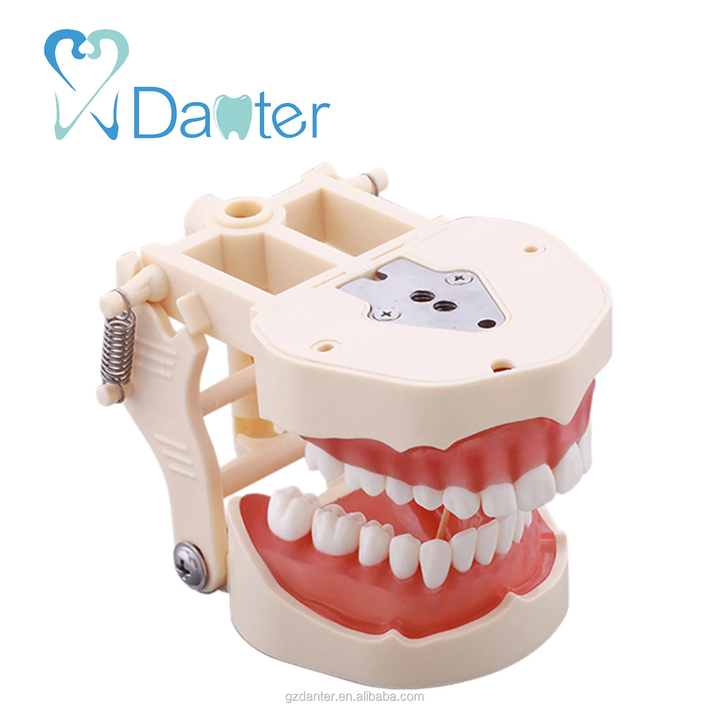 Model Anatomy Typodont Dental Type Typodont Model With Removable Teeth ...
