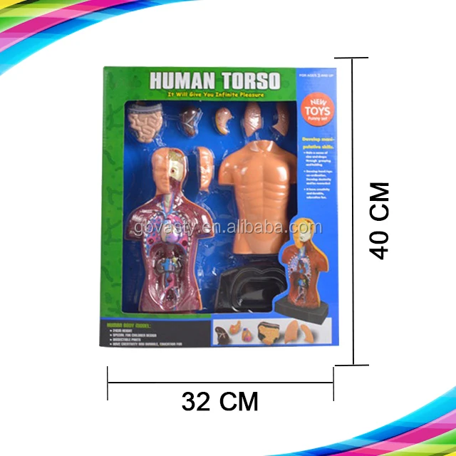 Toy Body Model Human Body Anatomy Human Torso - Buy Human Torso,Body ...