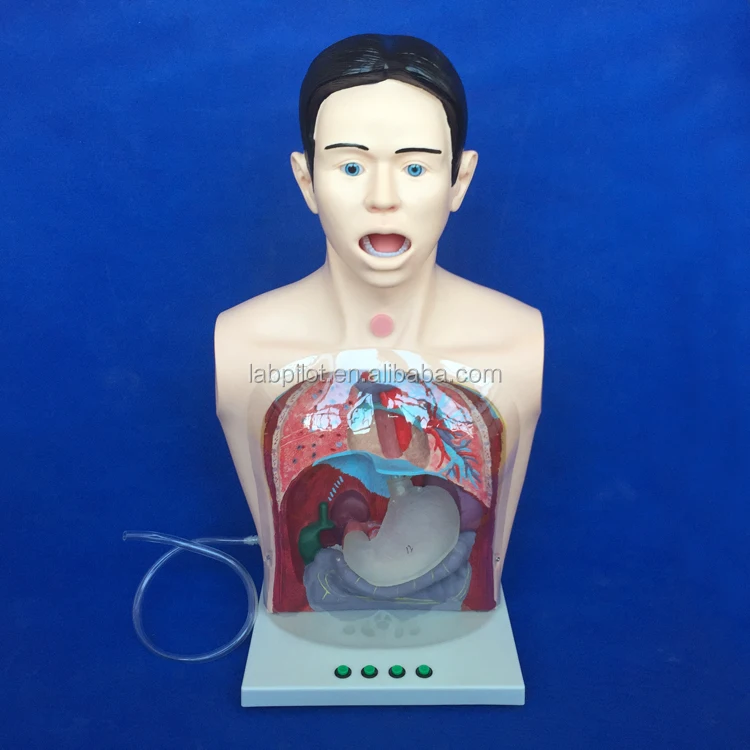 Transparent Gastric Lavage Model Nasal Feeding Tube Simulator Multi ...