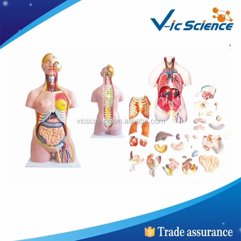 High Quality Medical Plastic Human Body Parts - Buy Plastic Human Body ...