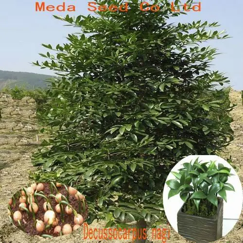 Nageia nagi - Alchetron, The Free Social Encyclopedia