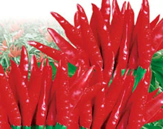 Hybrid Red Cluster Pepper Seeds Hot Red Chili Seeds For Growing-sky ...