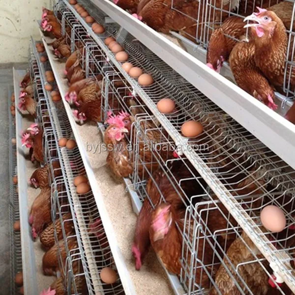 Poultry Manure Scraper Machine For Poultry Chicken House - Buy Poultry ...