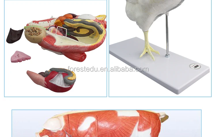 Animal Anatomical Models - Educational Medical Supplies