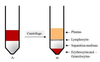 Lymphocyte Separation Medium For Human Peripheral Blood - Buy Cell ...