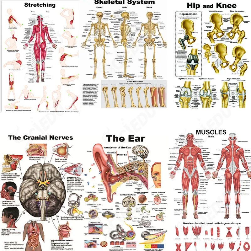 Pvc High Quality Human Anatomical Poster Anatomy Hand Poster - Buy ...