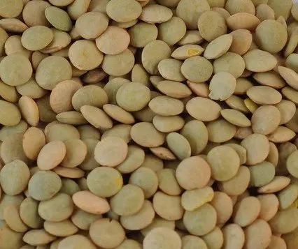 Green Lentils Canada,Large Green Lentils Canada Green Lentils Richlea ...