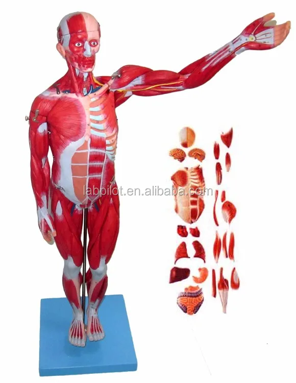 18 Parts 78cm Full Body Muscles Model,Anatomical Muscles Of Male Model ...