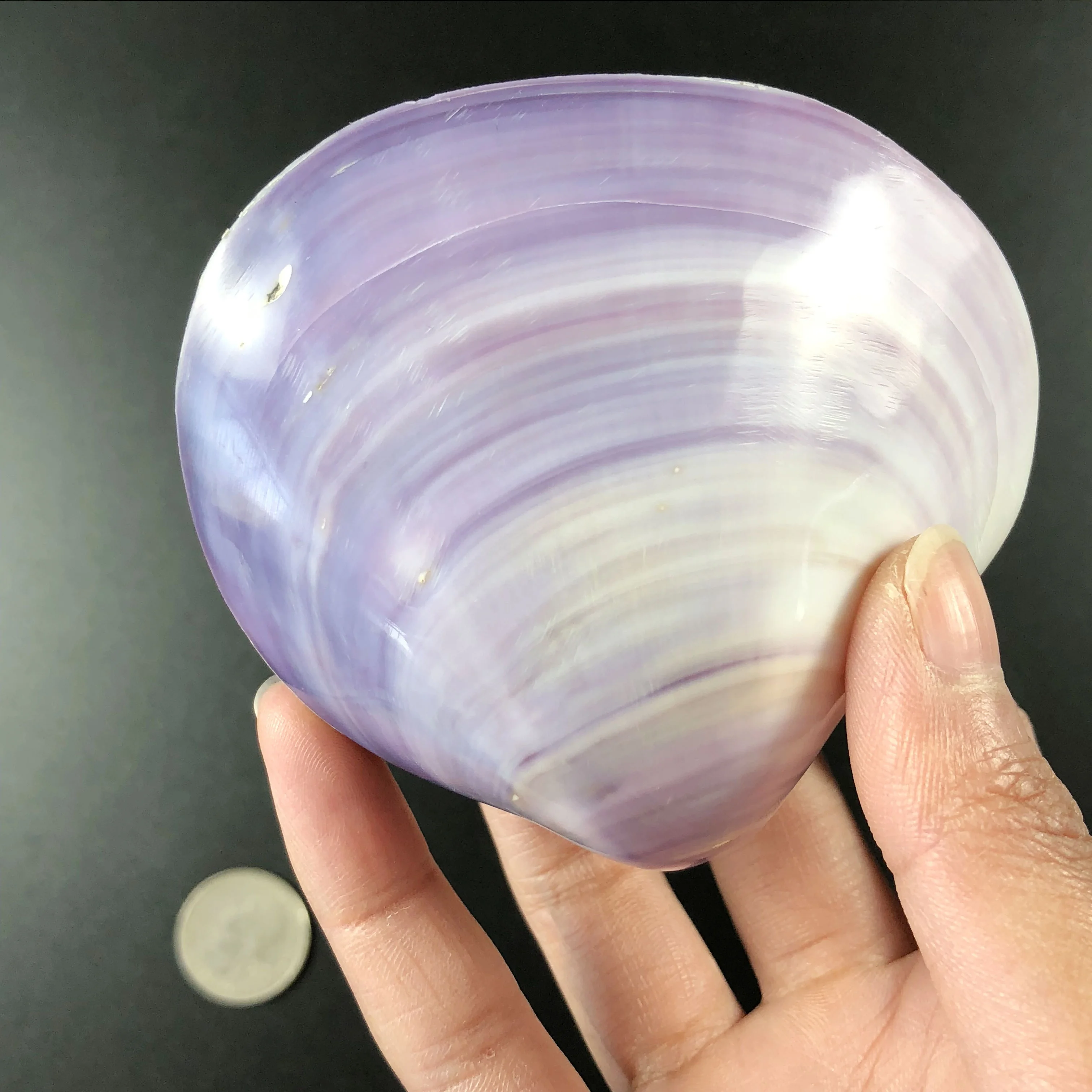 Bali Sea Natural Lava Shell Polished As A Carved Gift Empty Shell - Buy ...