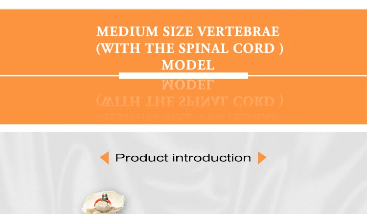 Spine Model Anatomical Rehabilitation Training Sitting Posture 45cm ...