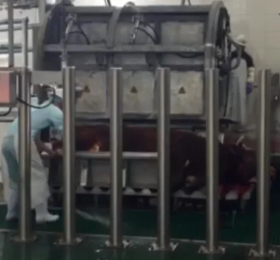 Hydraulic Kosher Fully Rotational Ritual Slaughter Box For Alive Cow ...