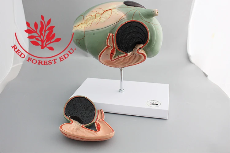 Veterinary Model - Anatomical Educational Animal Anatomy