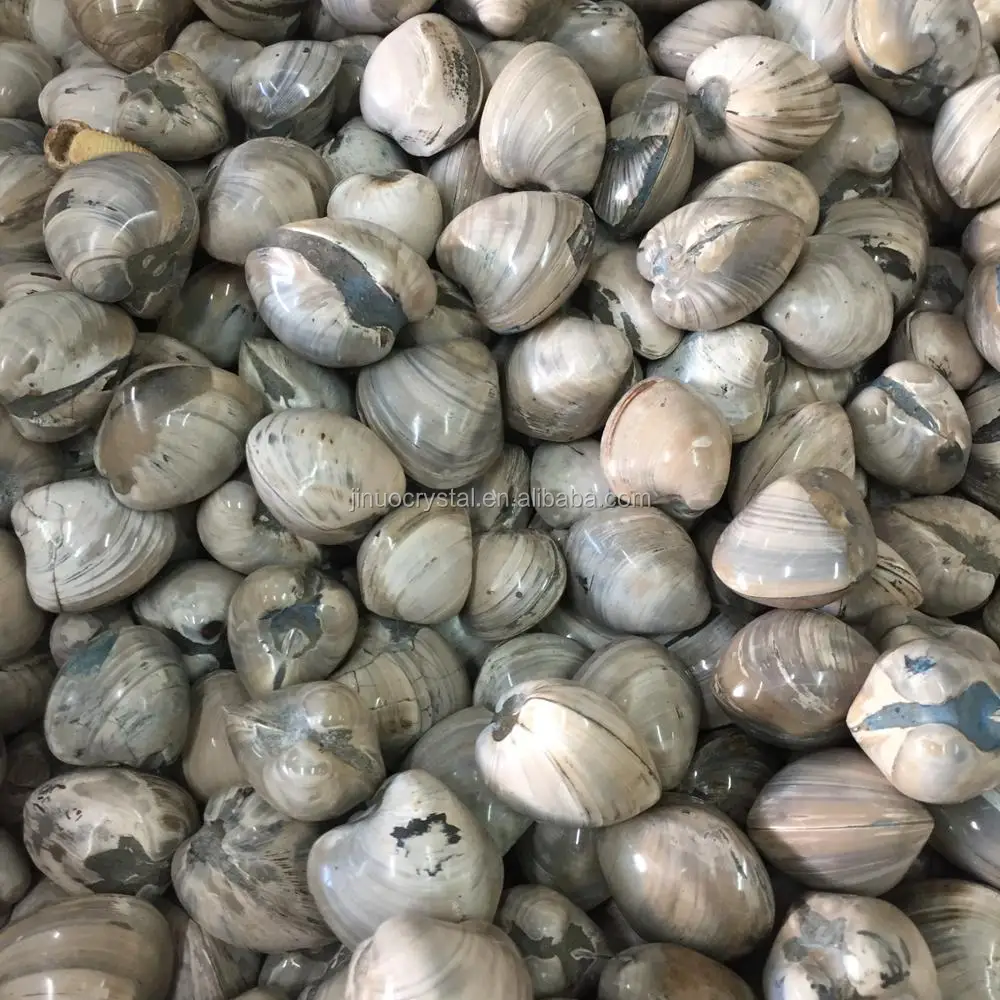 Natural Sea Clam Crystal Mineral Conch Fossils For Sale - Buy Crystal ...