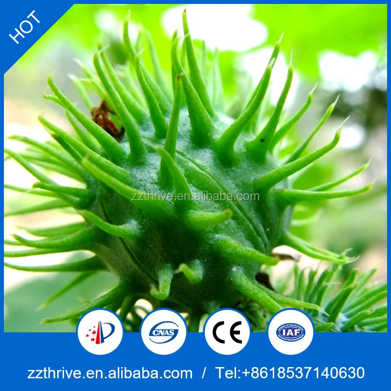 Best Price Castor Seed Shelling Machine/castor Thorn Shelling Machine ...