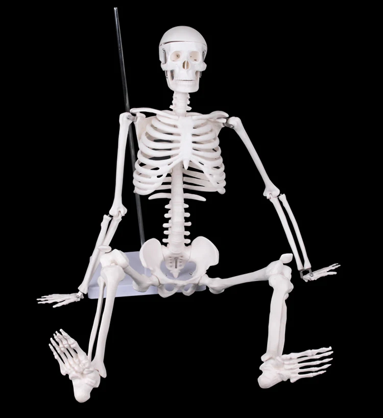 Shiny Skeleton - Plastic Model for Medical School Students