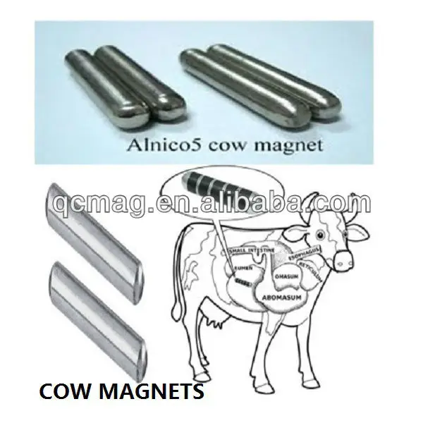 Cow Magnets For Sale Cow Stomach Magnet - Buy Cow Magnets,Cow Magnets ...