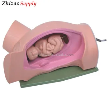 Delivery Mechanism Demonstration Simulator,Obstetrical Birth Manikin ...