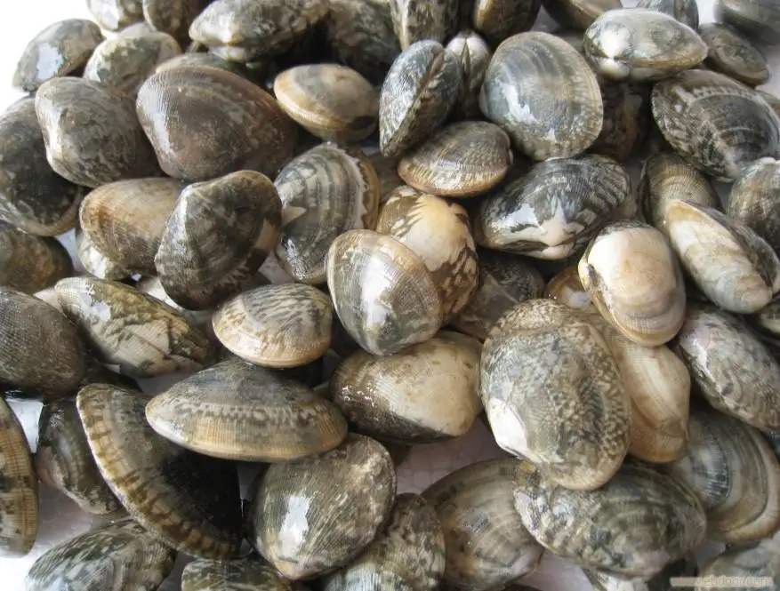 Local Catching Best Season Best Quality Main Short Necked Clam With ...