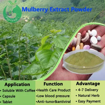 Mulberry Extract/white Mulberry Powder/mulberry Leaf Extract - Buy ...