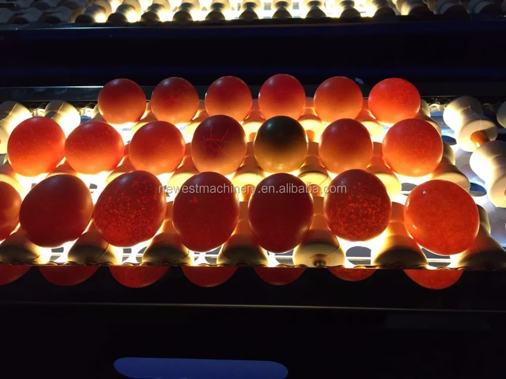 Hot Sale Stainless Steel Quail Eggs Washing Machines/egg Washing and ...