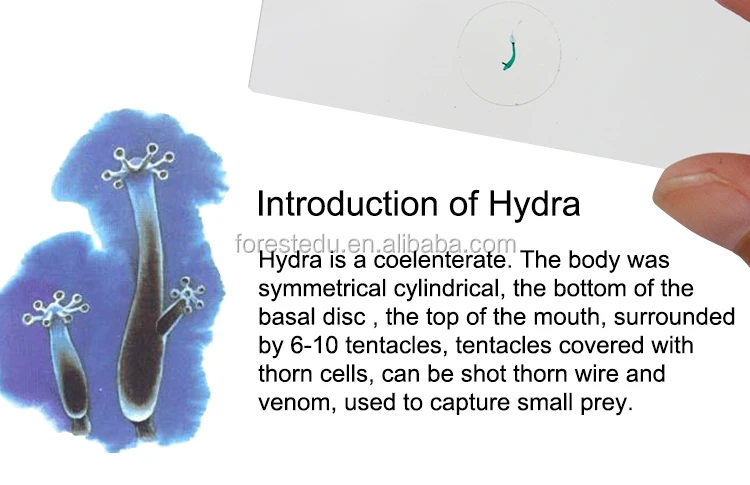 High Quality Medical Study Hydra W.m.microscope Prepared Slides - Buy ...