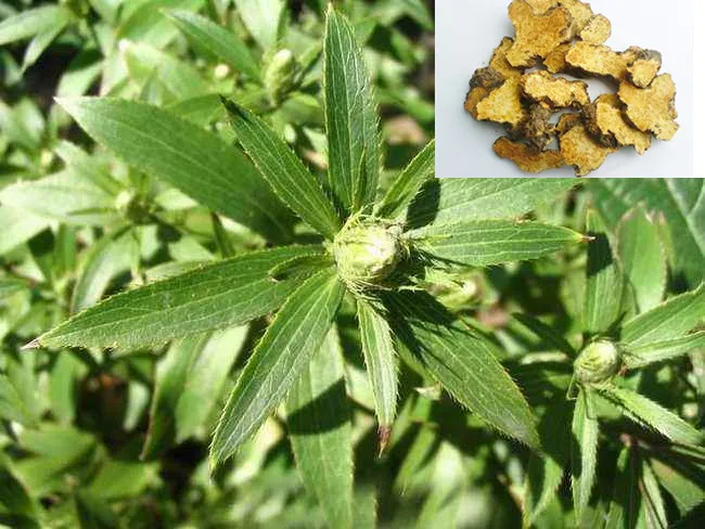 100% Natural Chinese Medicine Rhizoma Atractylodes - Buy Atractylodes ...